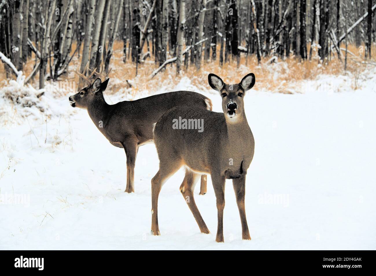 Two color scheme hi-res stock photography and images - Alamy