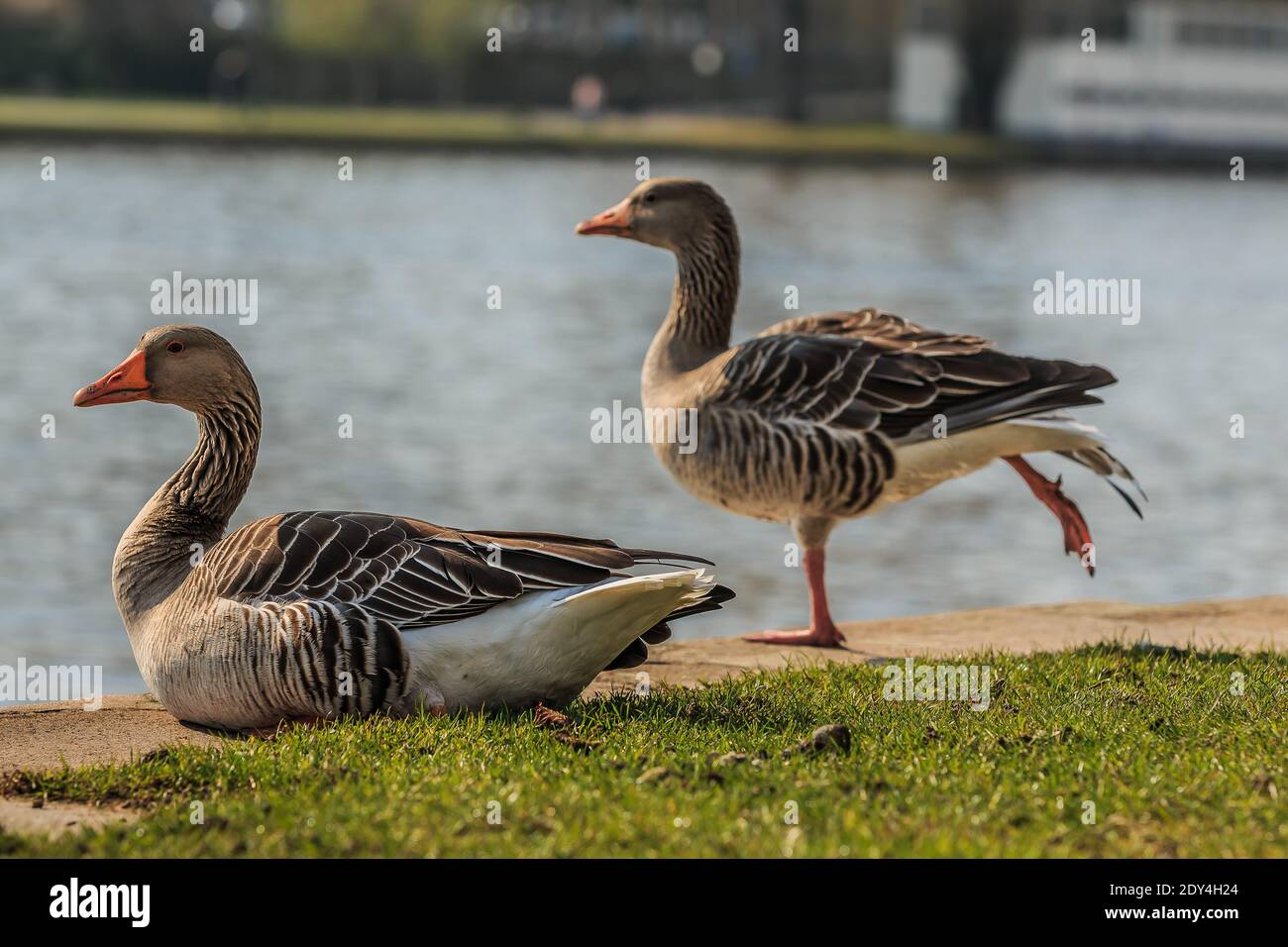 White and grey geese hi-res stock photography and images - Alamy