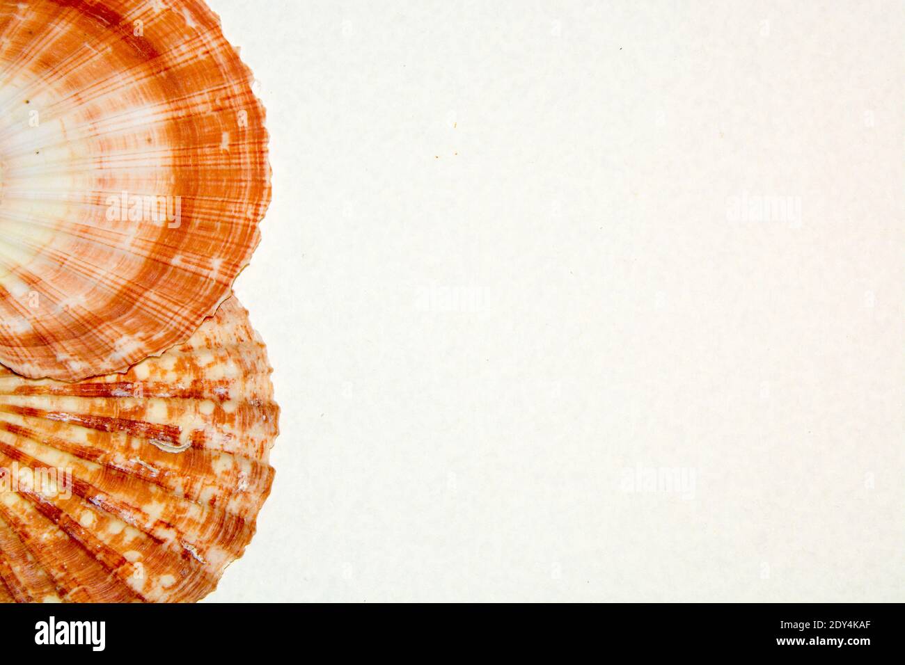 Set Of Various Sea Shells Closeup On The White Background Stock Photo ...