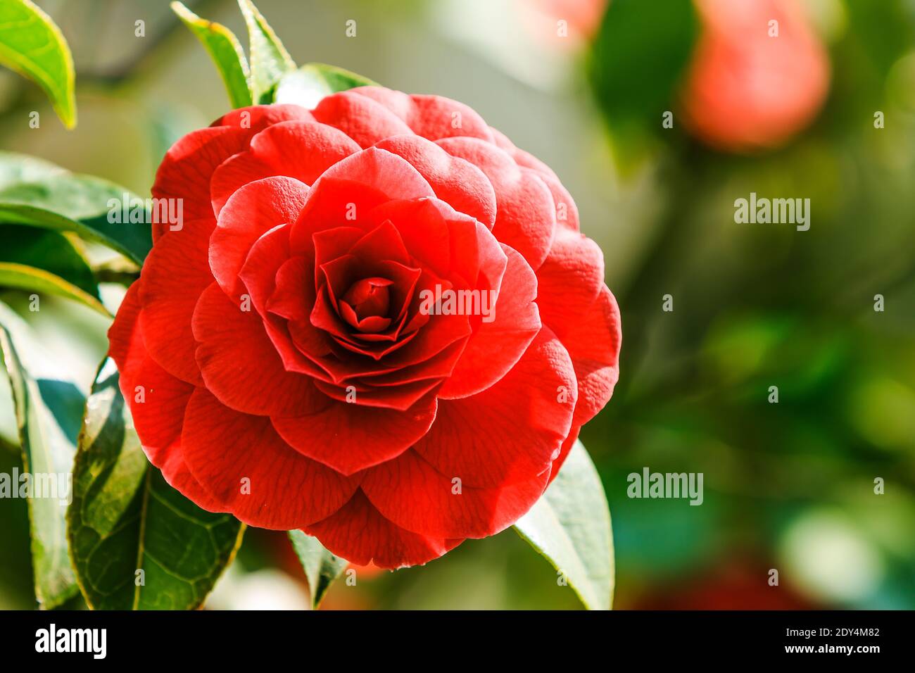 Garden red hi-res stock photography and images - Alamy