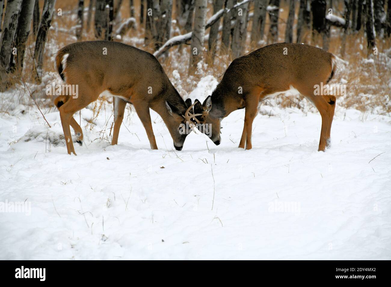 An older buck play fighting with a young buck in the snow Stock Photo ...