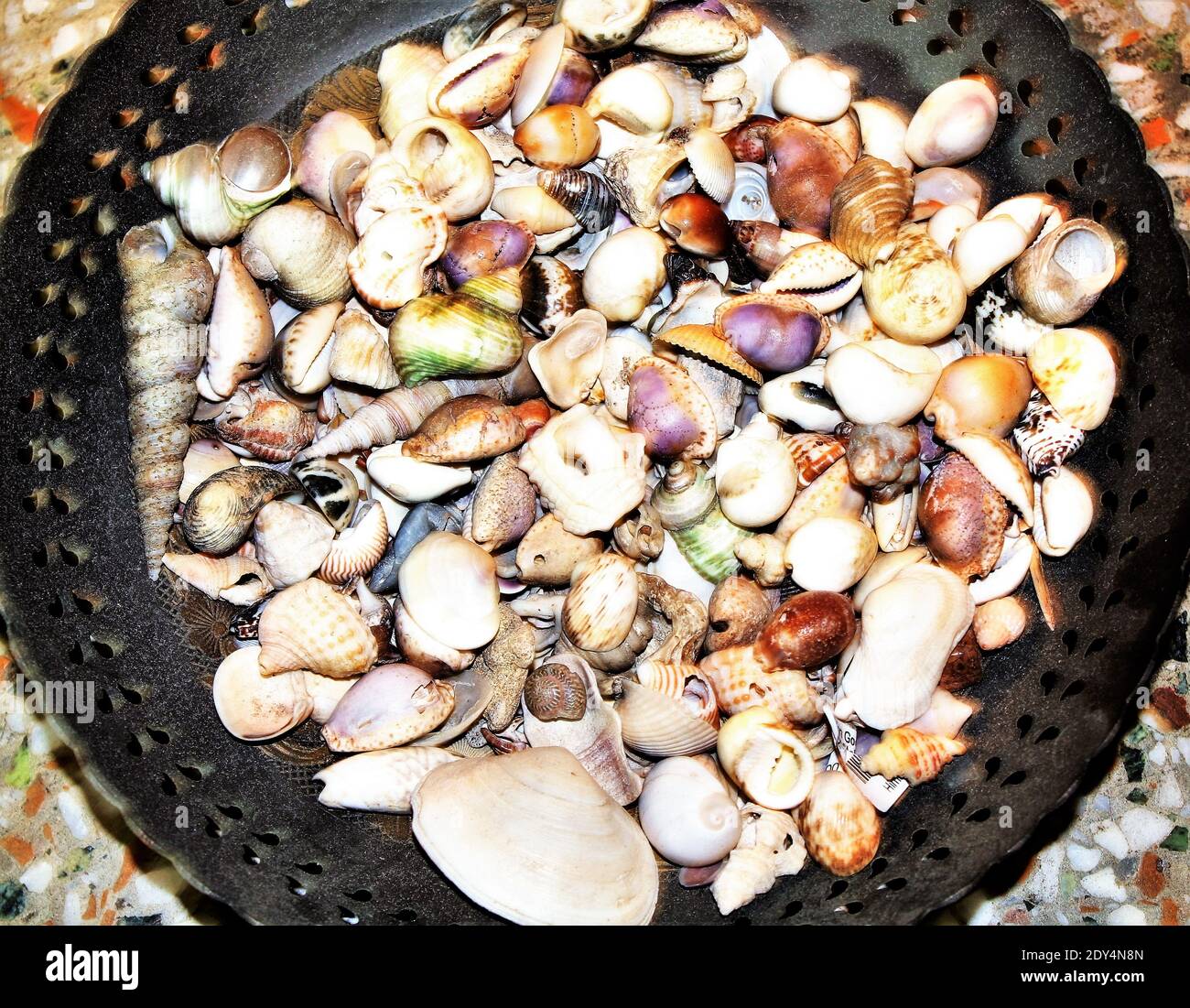 Shell collections hi-res stock photography and images - Alamy