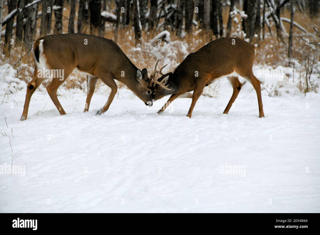 An older buck play fighting with a young buck in the snow Stock Photo ...