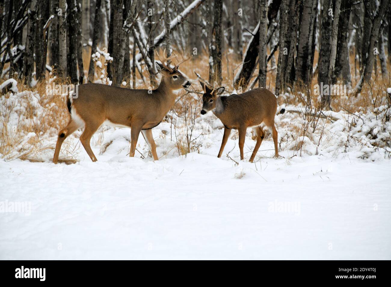 Black and white deer photo hi-res stock photography and images - Alamy