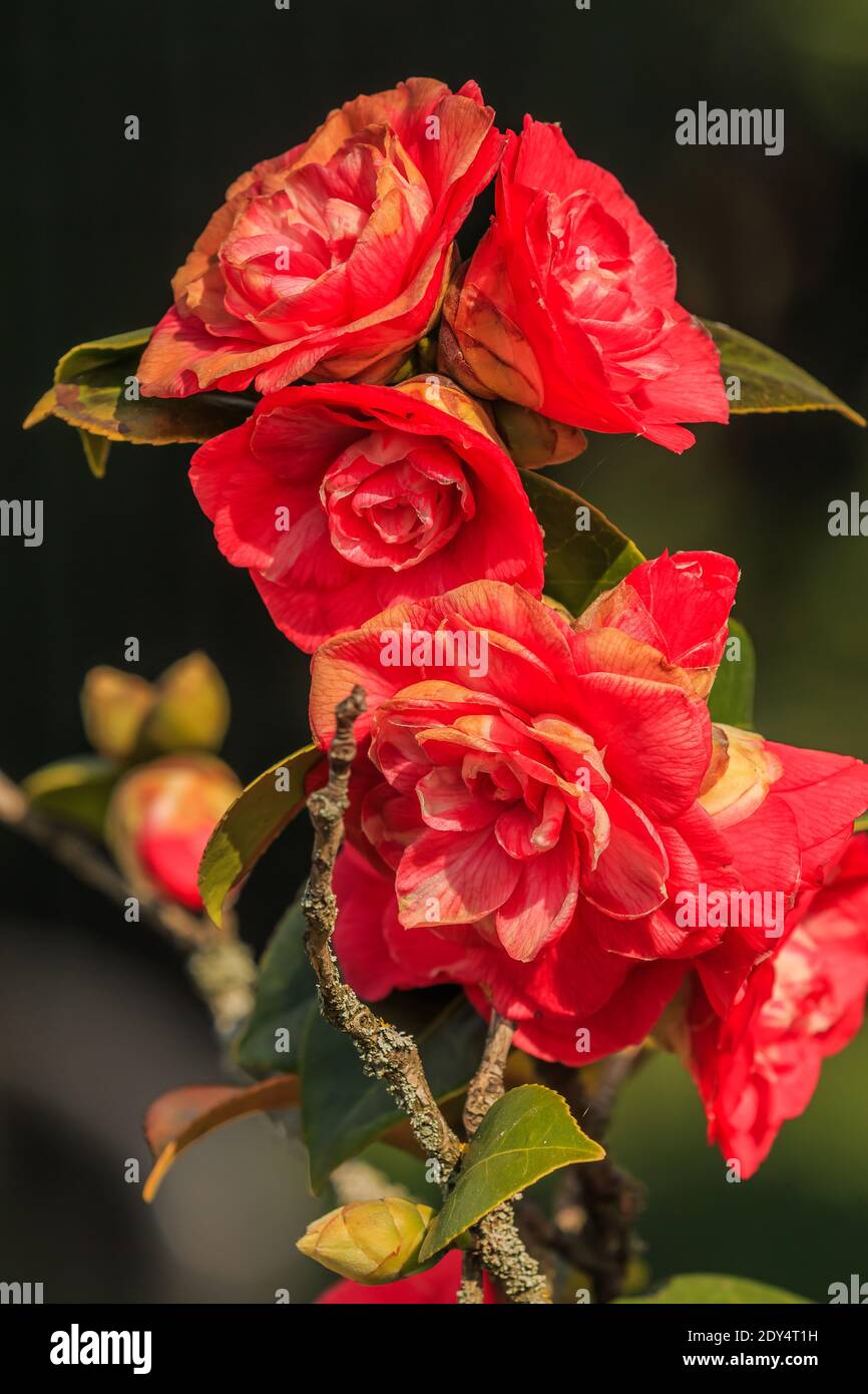 Several red roses on the rosebush in the sunshine. Detail shot of open ...