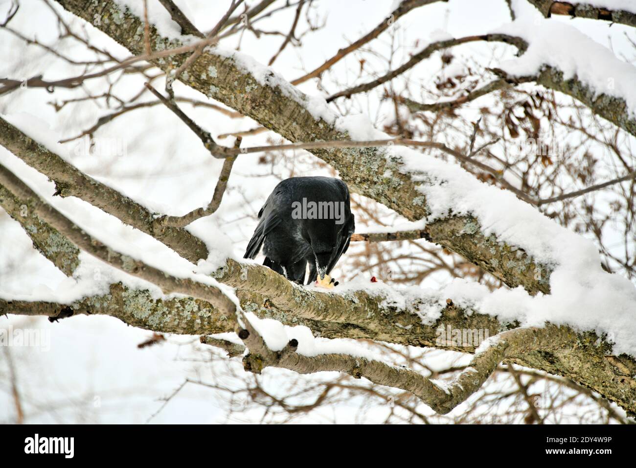 Raven snow hi-res stock photography and images - Alamy