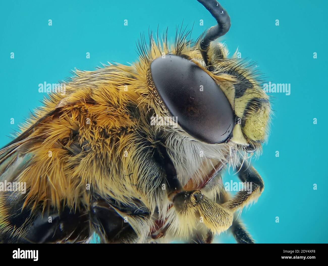 Blue Banded Bee High Resolution Stock Photography and Images - Alamy