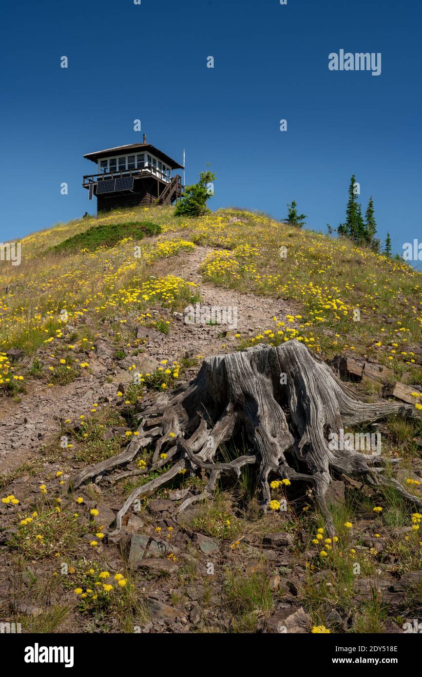 Old Tree Stump and Huckleberry Mountain Fire Tower Stock Photo - Alamy