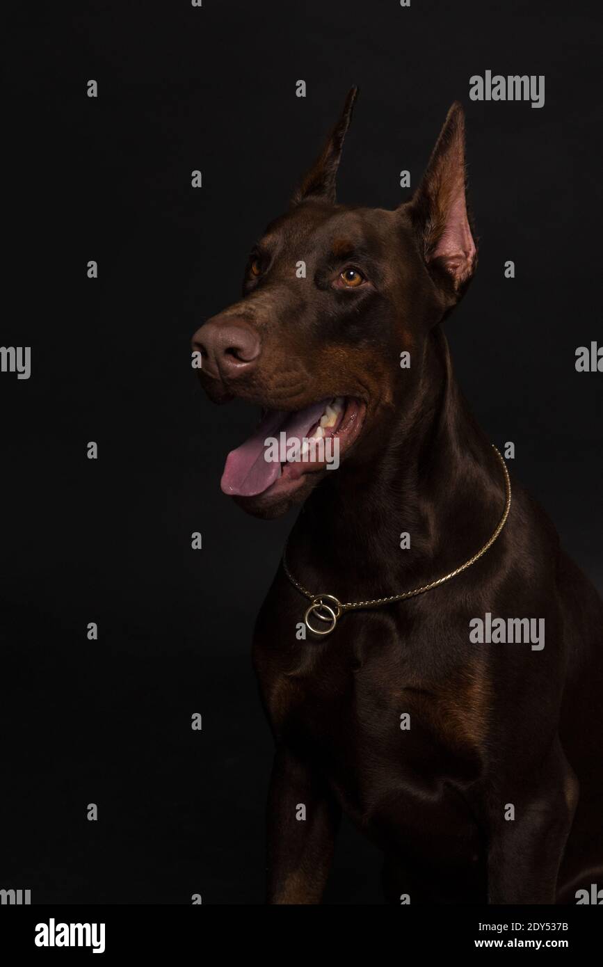 chocolate doberman boy studio photos Stock Photo - Alamy