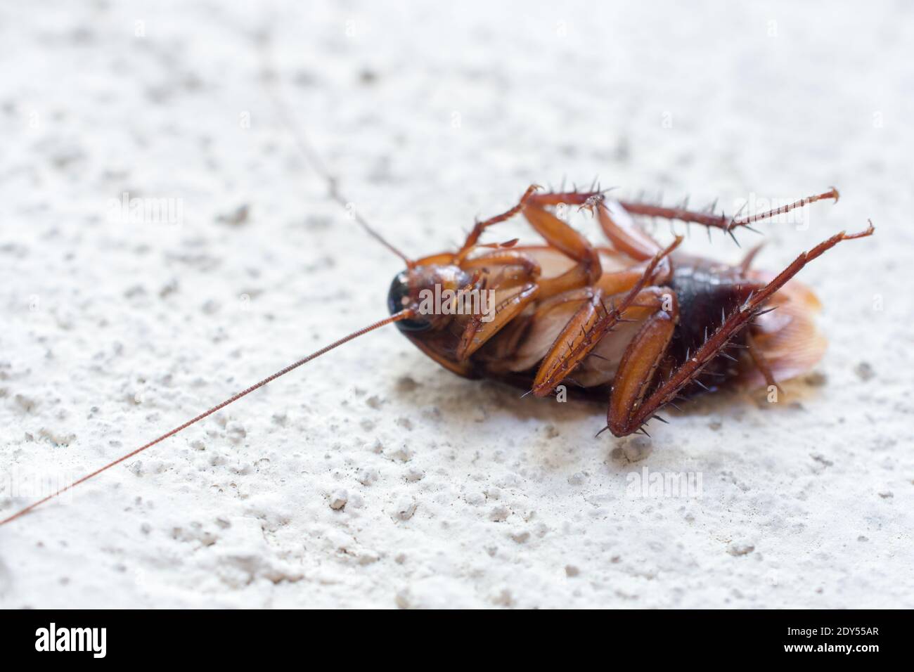 Marine cockroach hi-res stock photography and images - Alamy