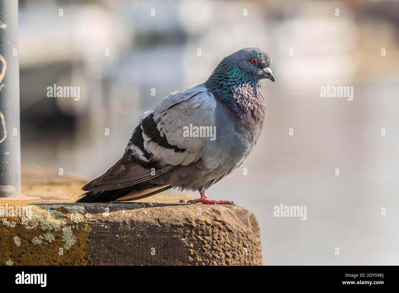 Gray pigeon on a concrete base on the river bank. Bird with brown and ...