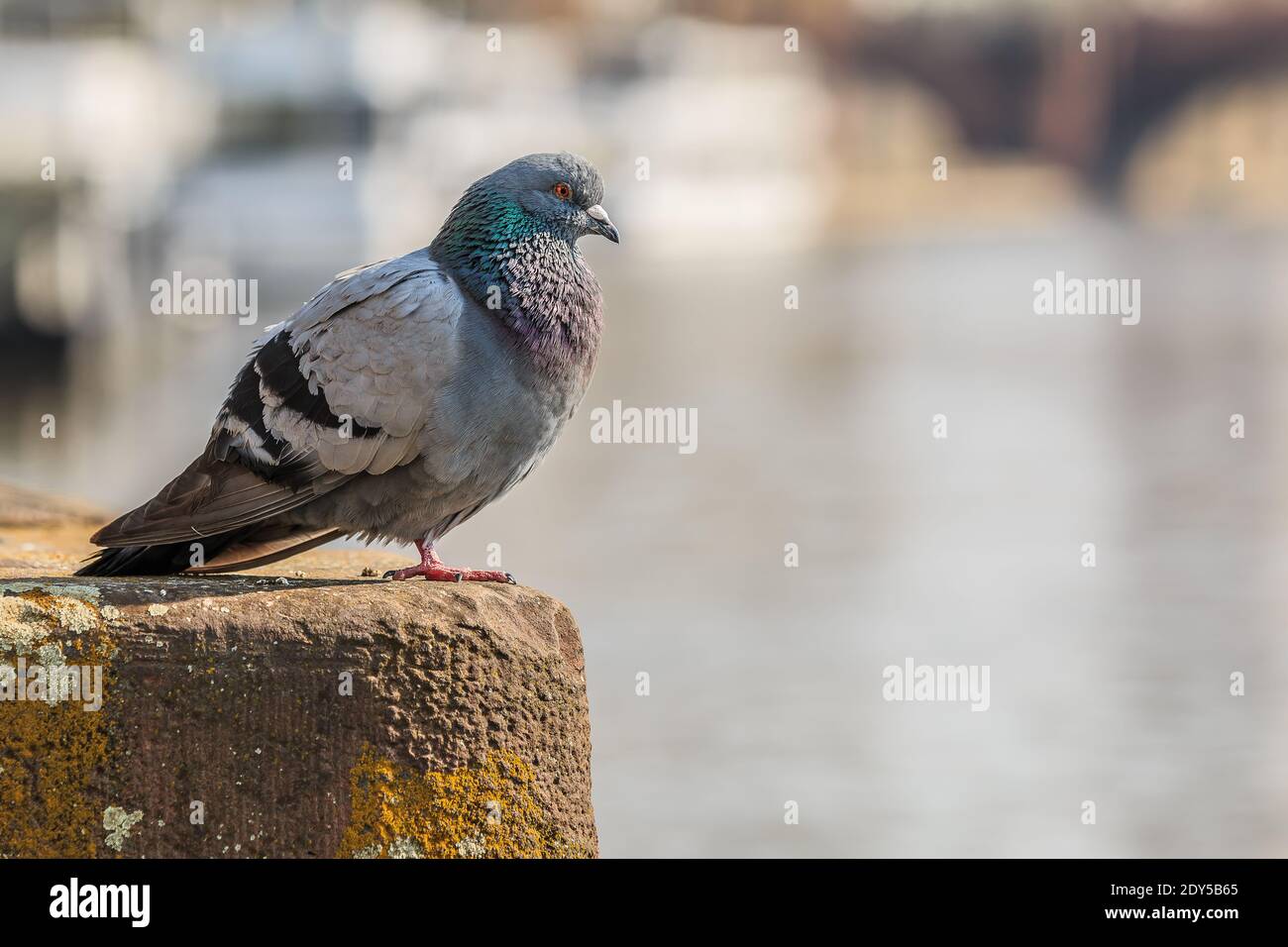 Bird on a concrete base on the river bank. Gray pigeon with brown and ...