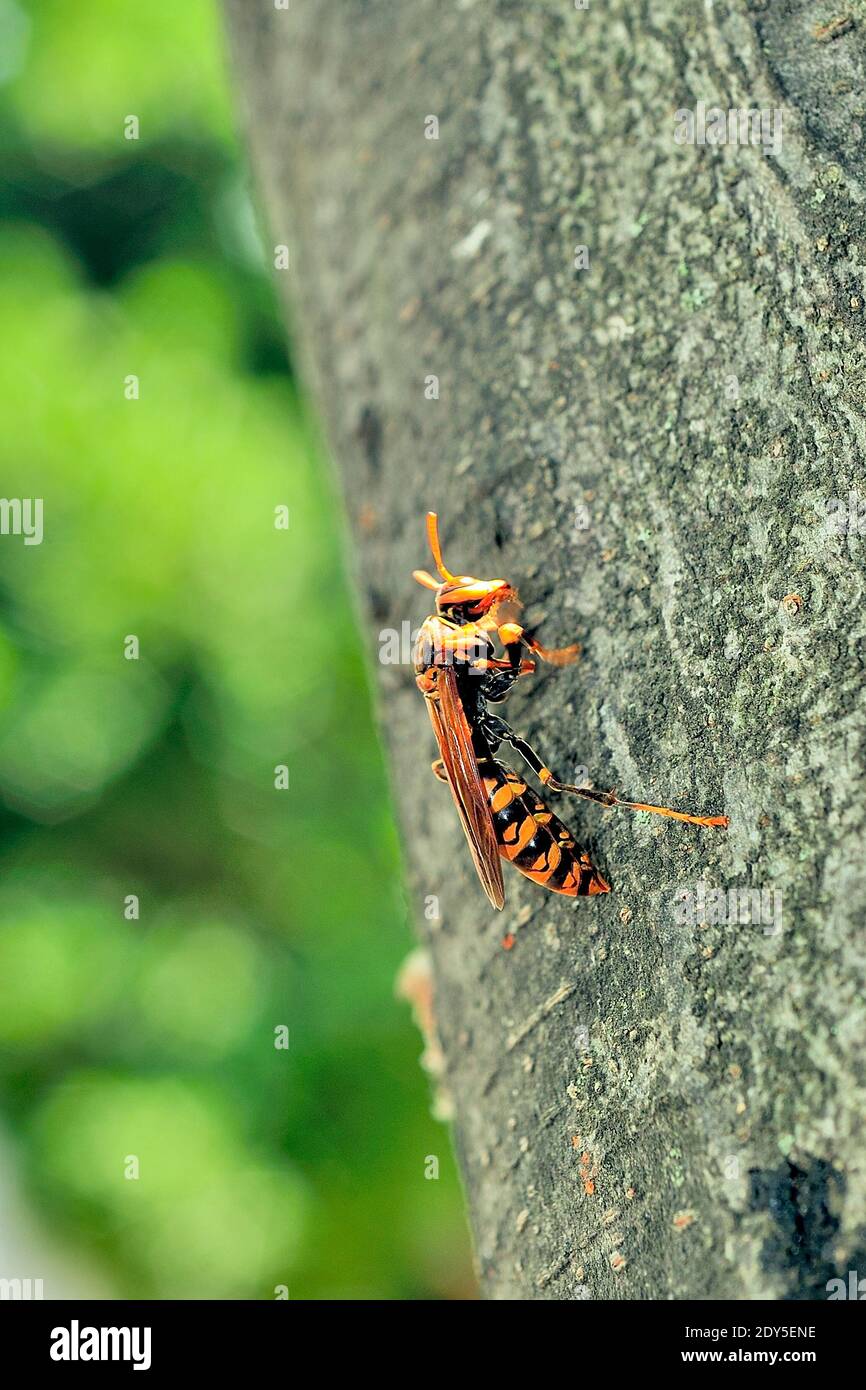 The Asian Giant Hornet Vespa Mandarinia High Resolution Stock ...