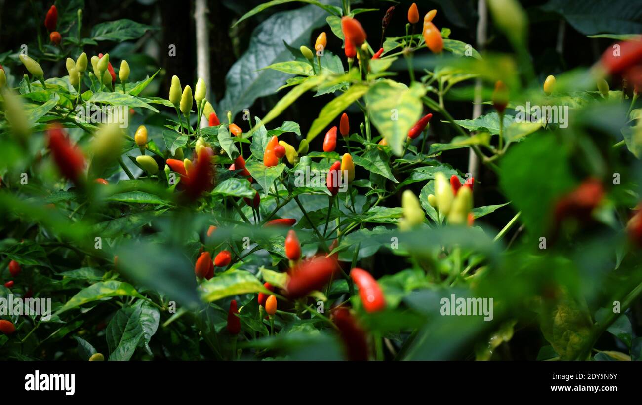 Chili Growing On Plants In Garden Stock Photo - Alamy