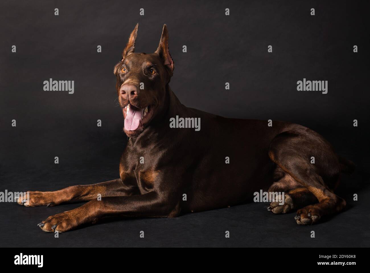 chocolate doberman boy studio photos Stock Photo - Alamy