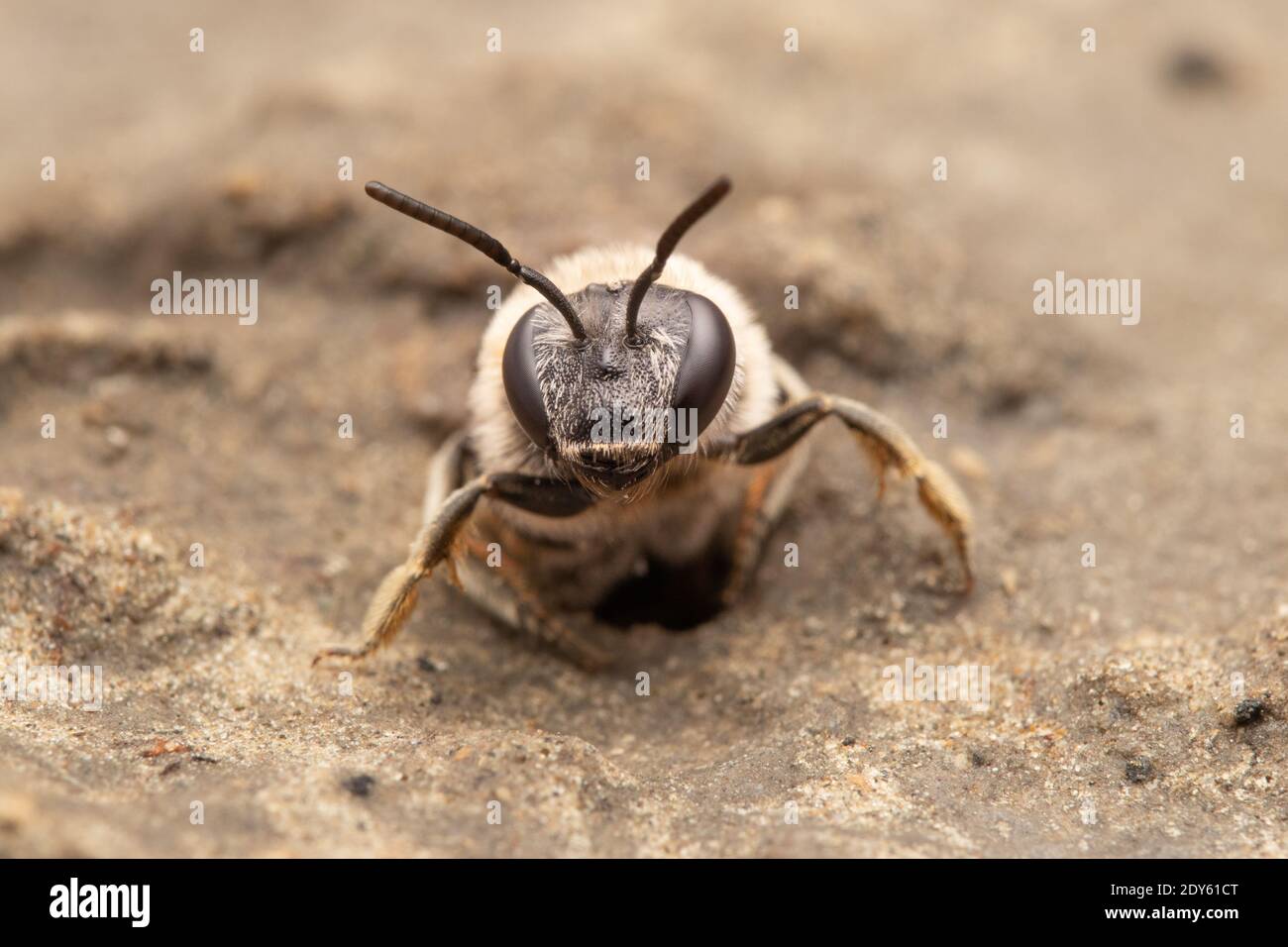 Salt beds for bees hi-res stock photography and images - Alamy