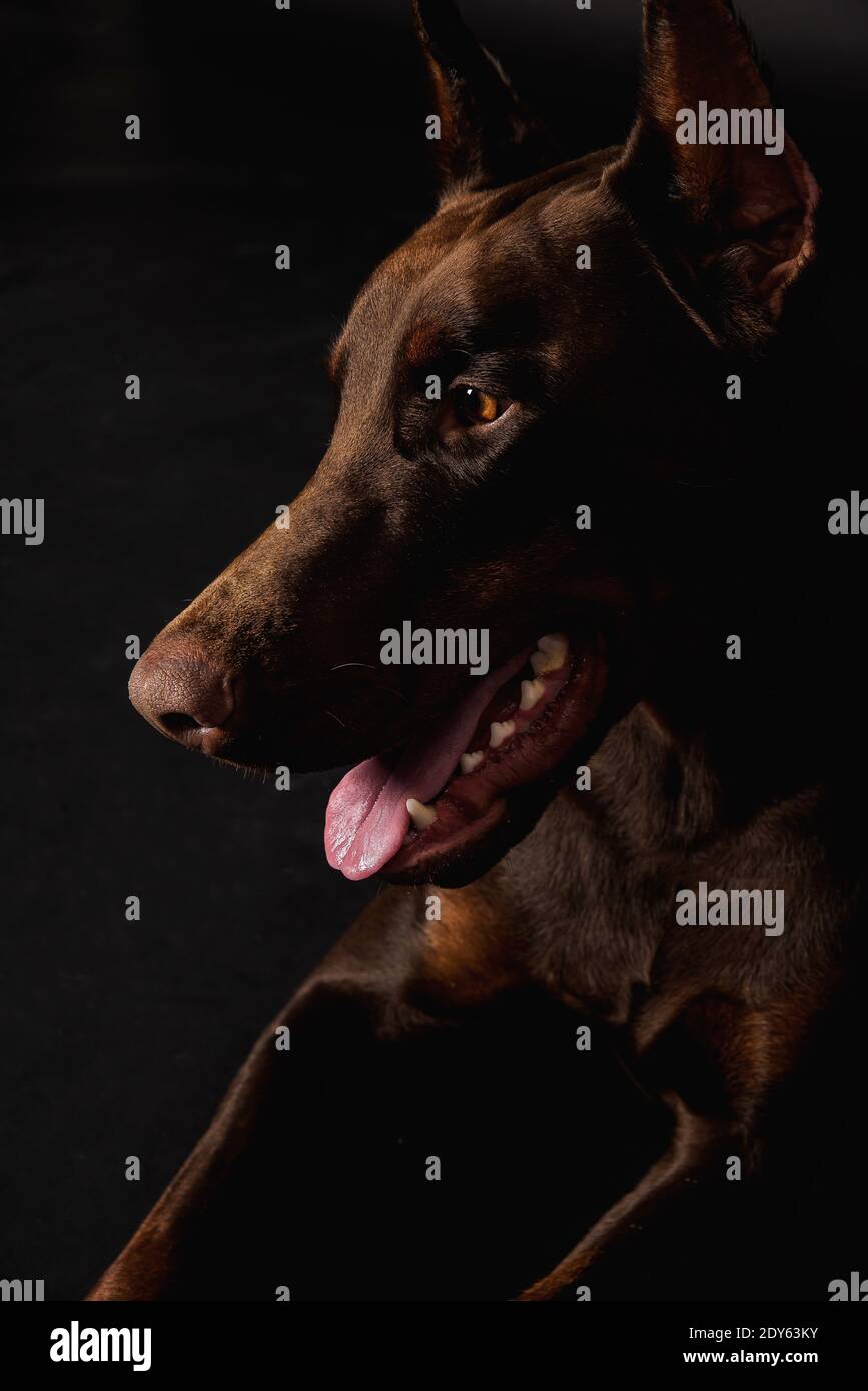 chocolate doberman boy studio photos Stock Photo - Alamy