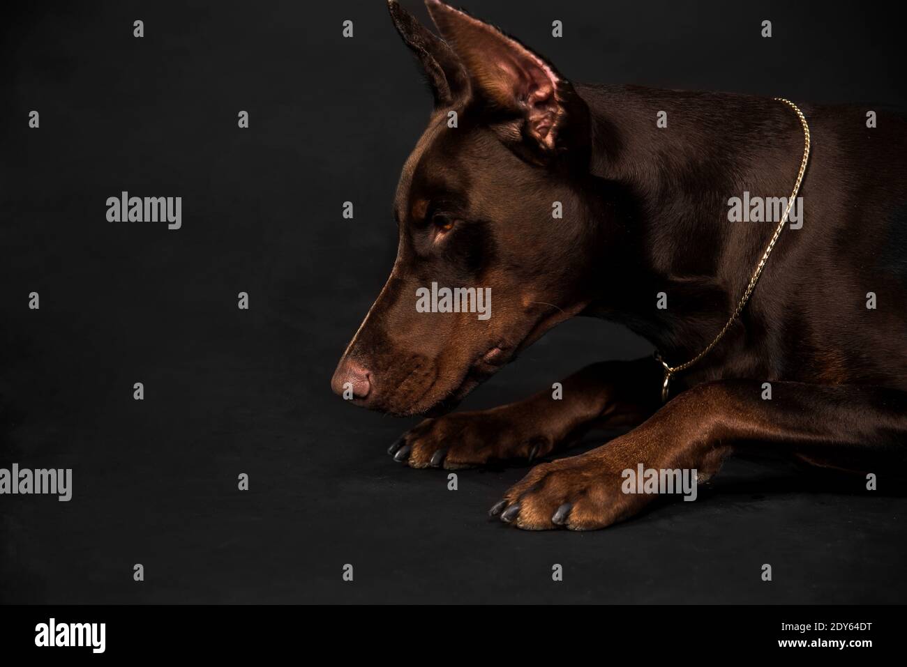 chocolate doberman boy studio photos Stock Photo - Alamy