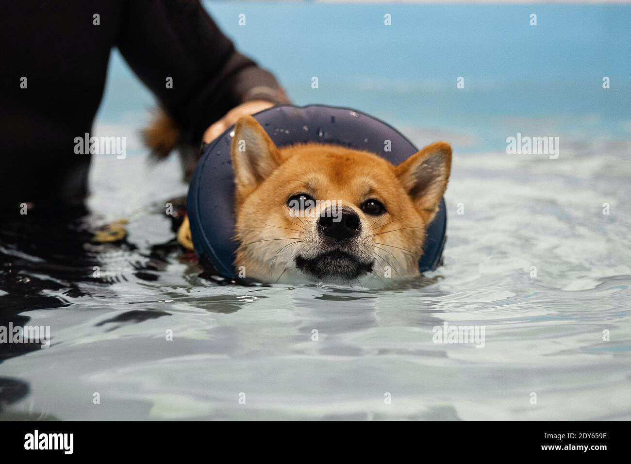 swimming in the pool redhead shiba inu Stock Photo - Alamy