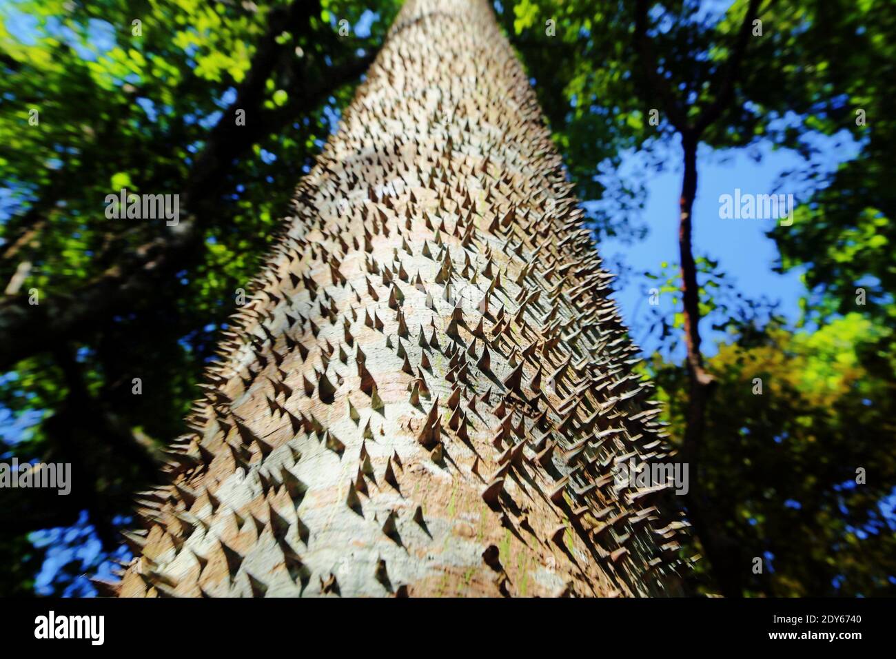 Spikes on trunk hi-res stock photography and images - Alamy