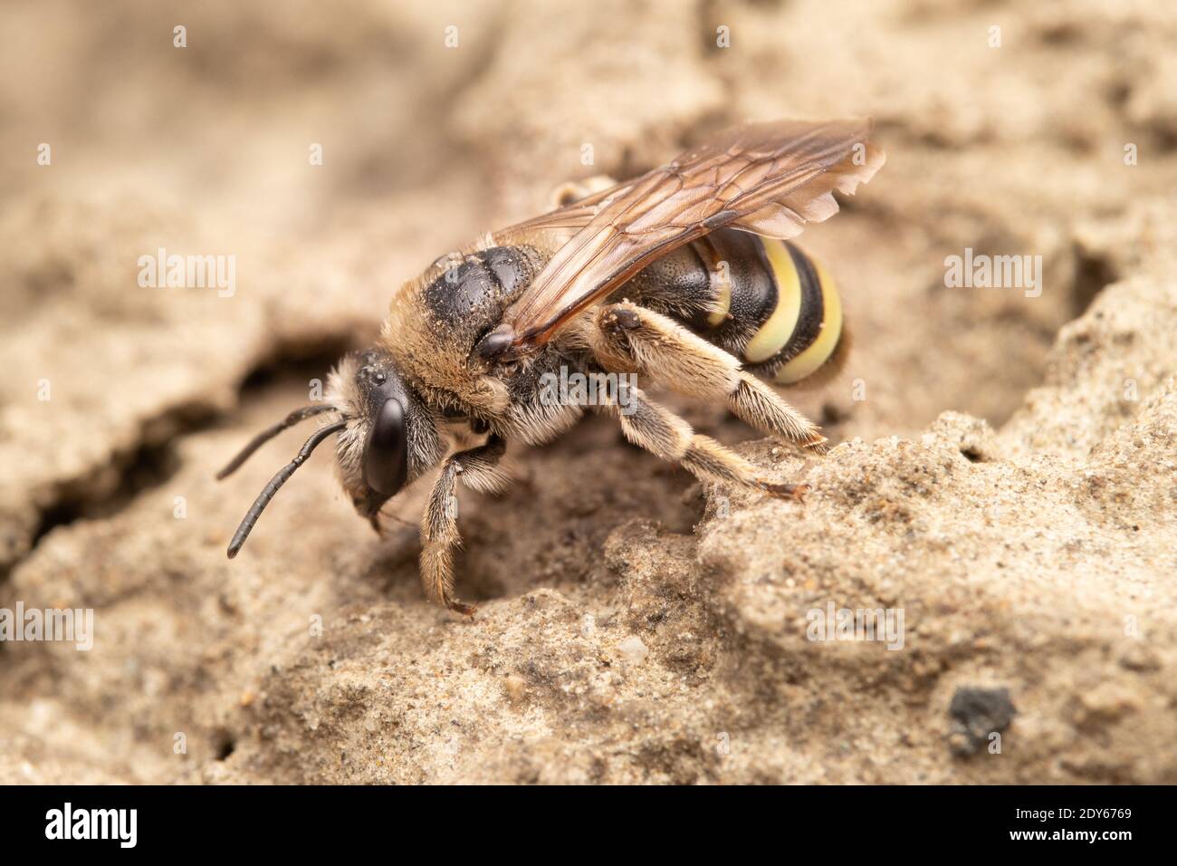 Nomia bee hi-res stock photography and images - Alamy