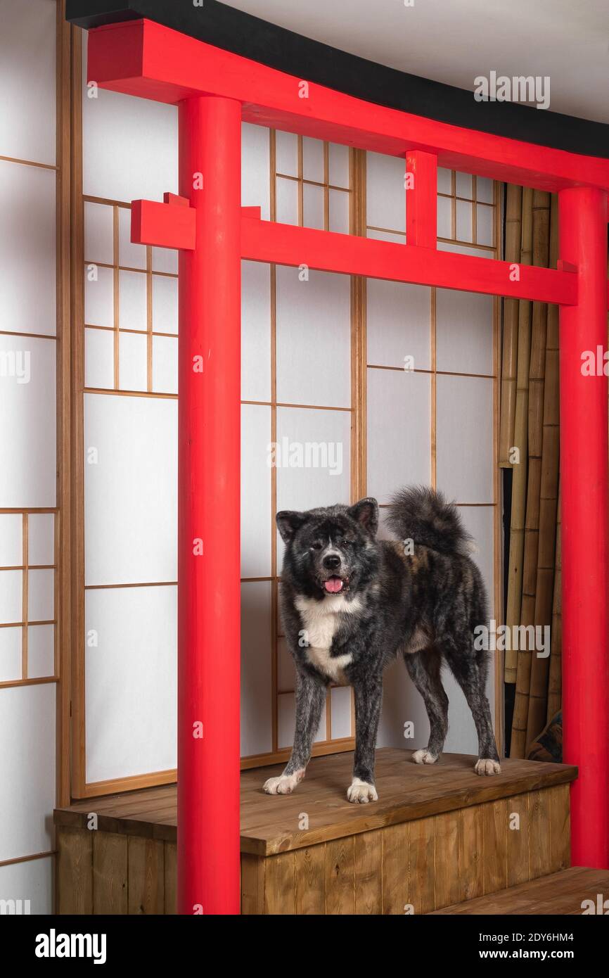 tiger american akita inu big boy Stock Photo - Alamy