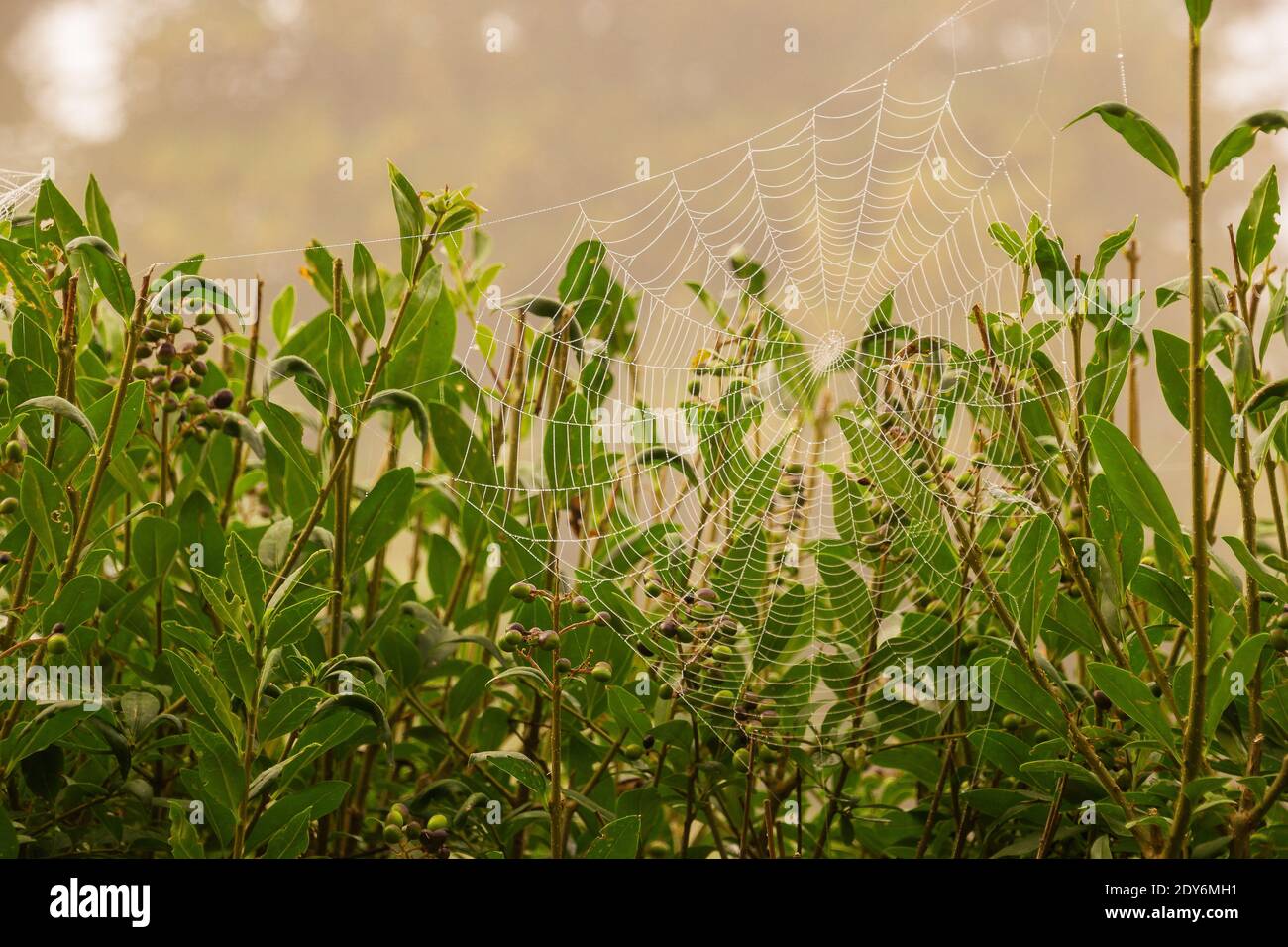 Hedge spider hi-res stock photography and images - Alamy