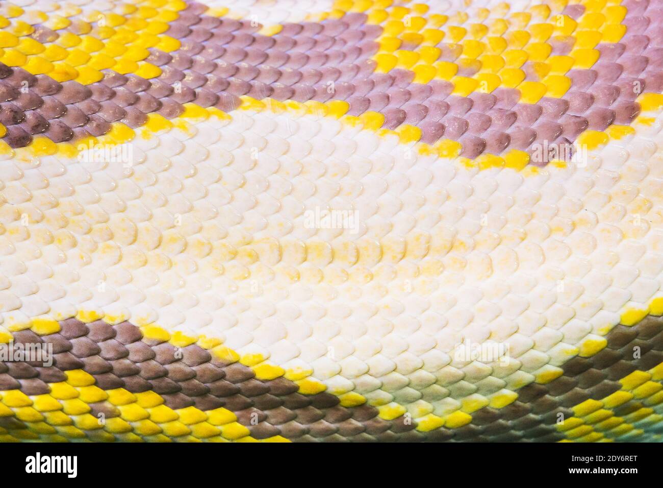 Rattlesnake skin pattern hi-res stock photography and images - Alamy