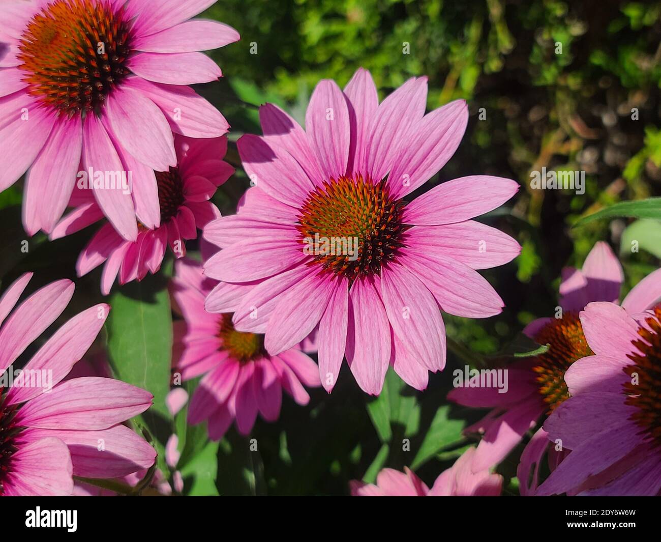 Magenta coneflowers hi-res stock photography and images - Alamy