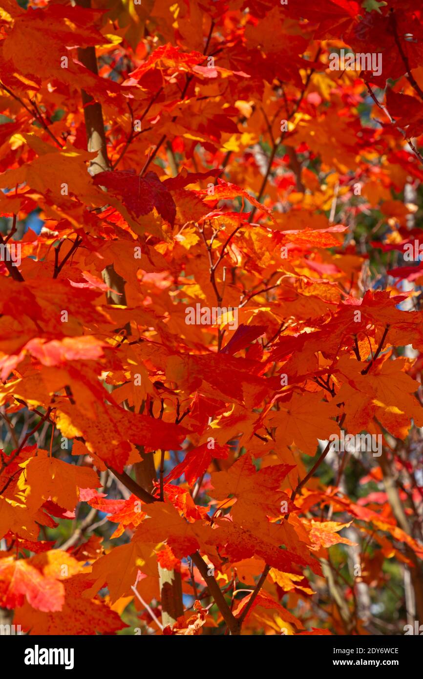 Red maple in sunshine hi-res stock photography and images - Alamy