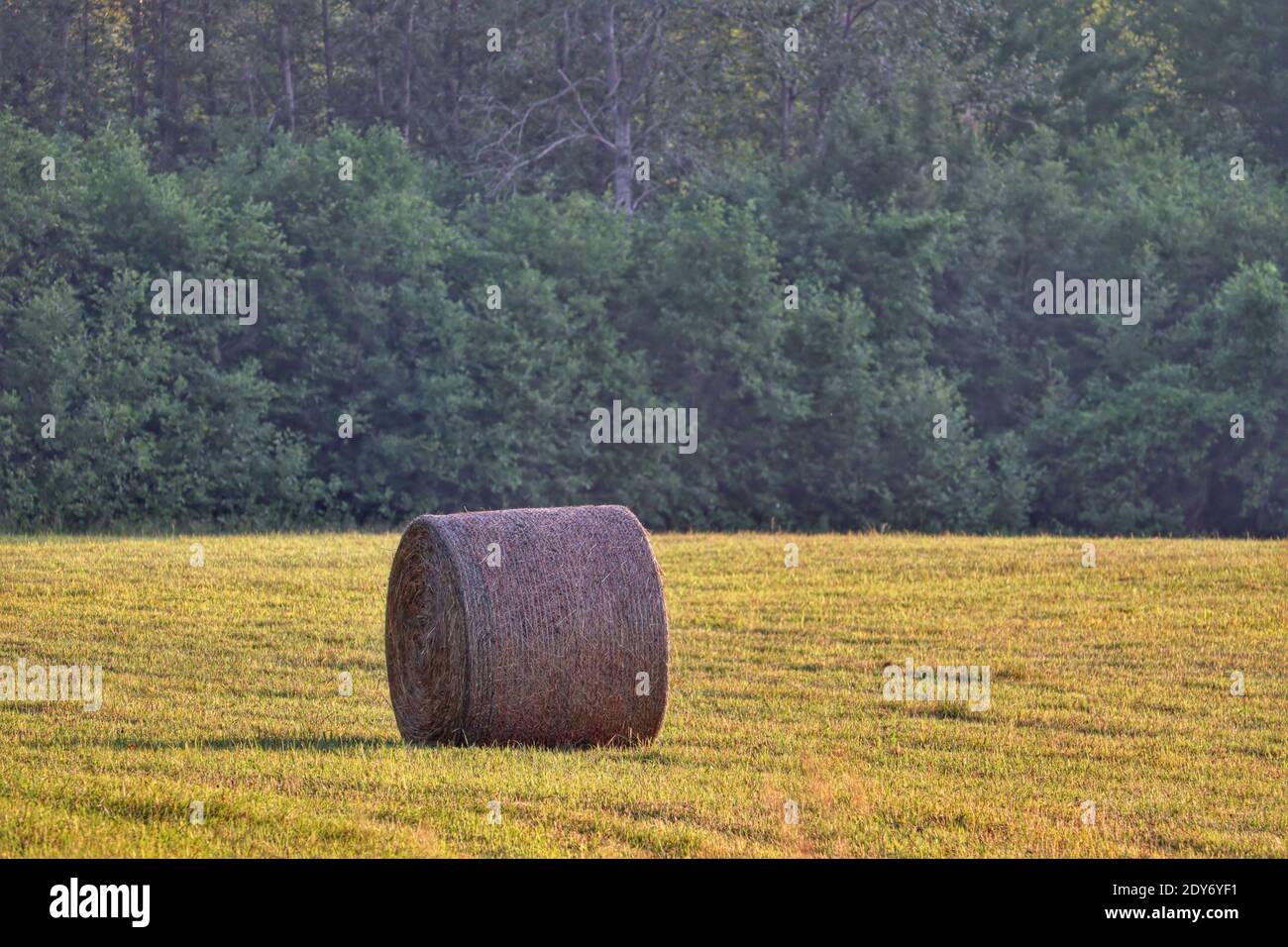Hay Bales On Field By Trees Stock Photo - Alamy