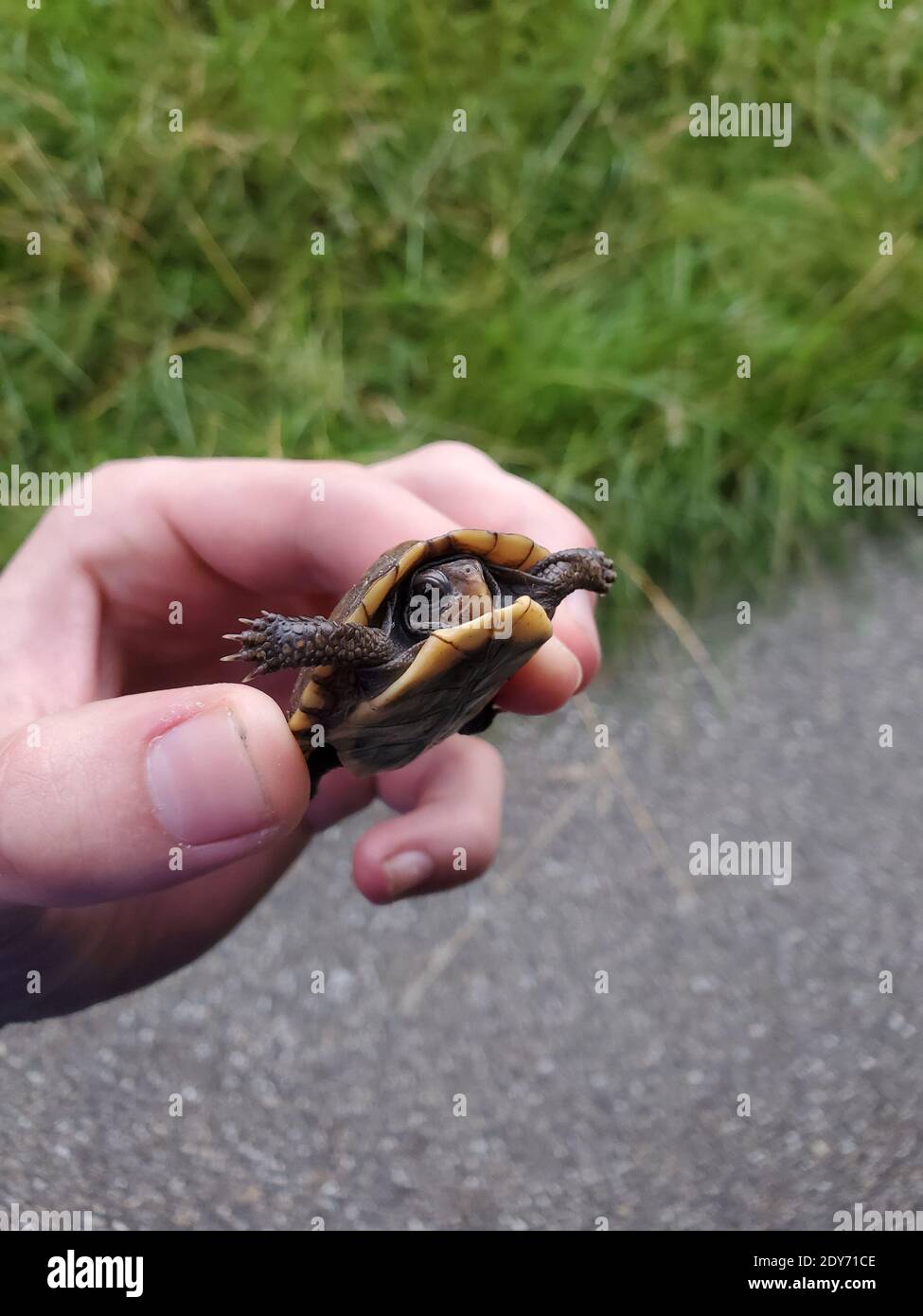 Baby Box Turtle High Resolution Stock Photography and Images - Alamy