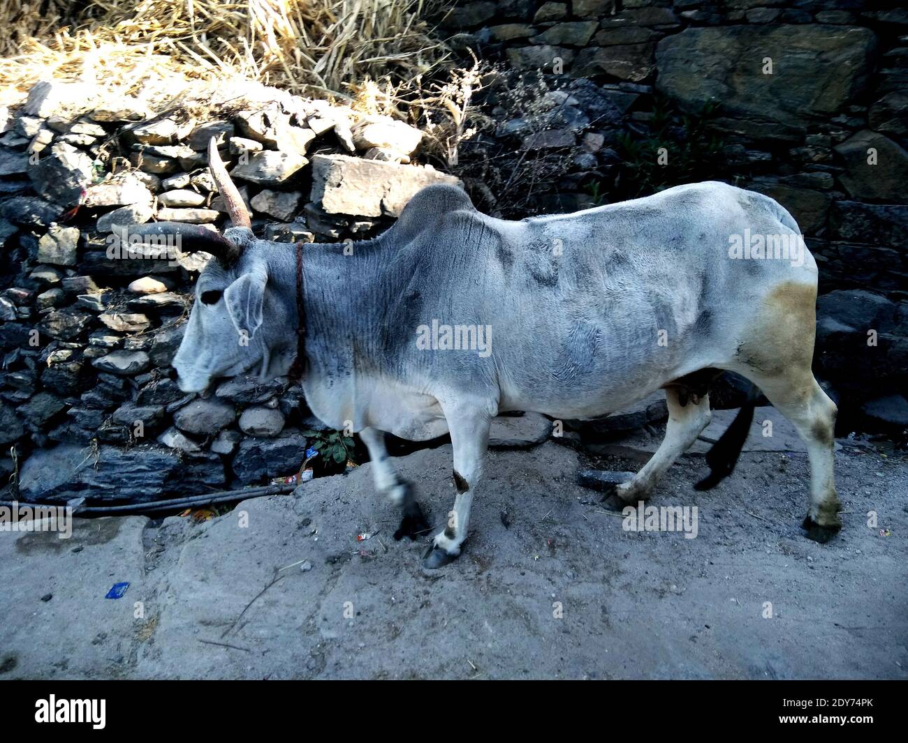 Sheep Nic Cow Look Stock Photo - Alamy