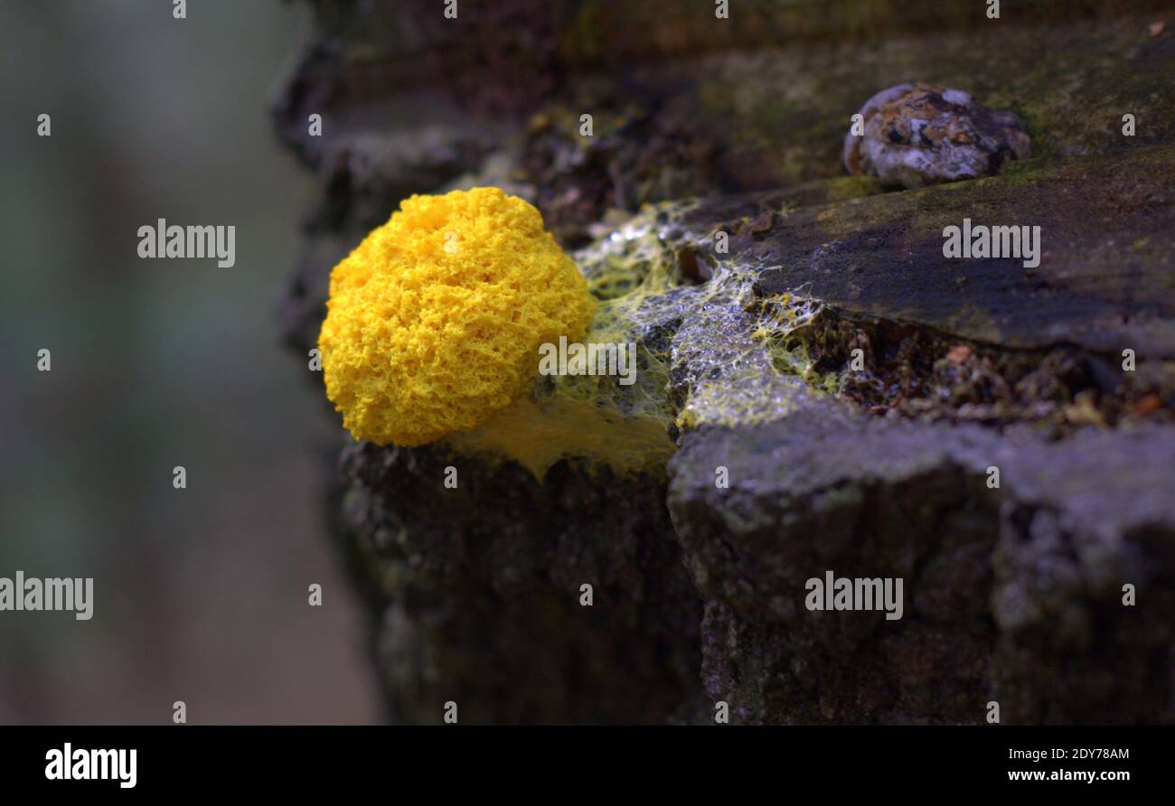 Yellow fungus on tree hi-res stock photography and images - Alamy