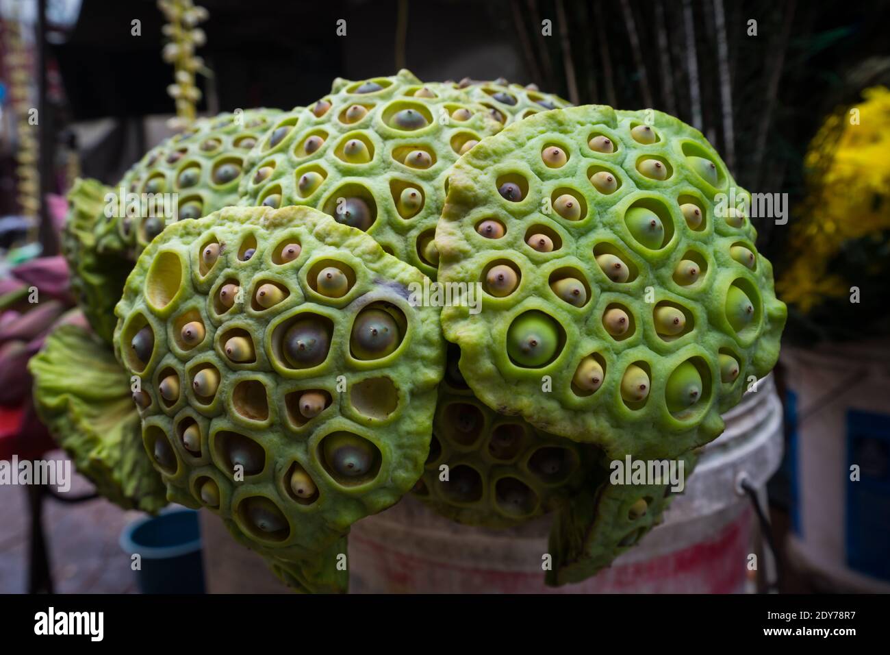 Lotus fruit hi-res stock photography and images - Alamy