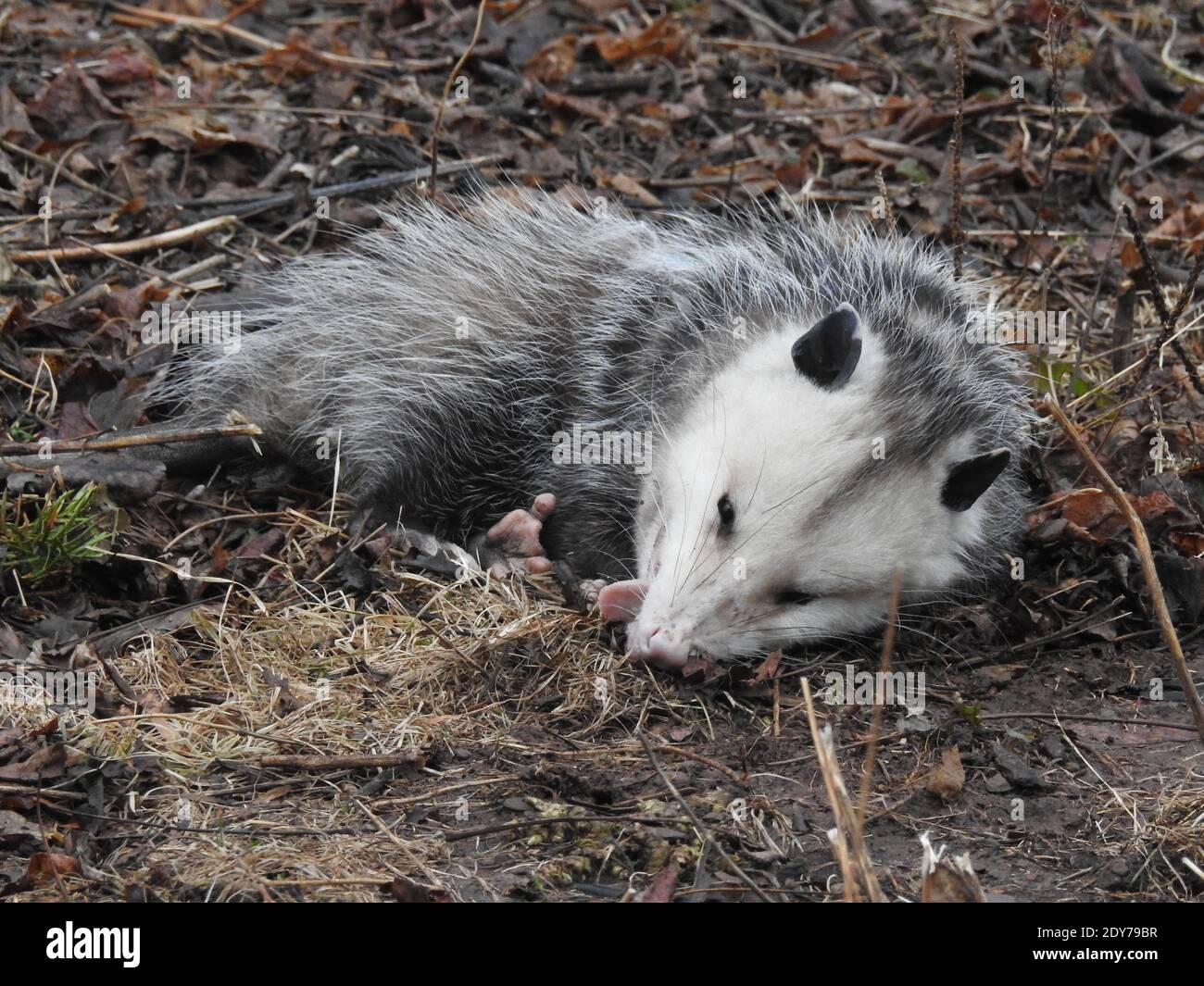 Opossum rat hi-res stock photography and images - Alamy