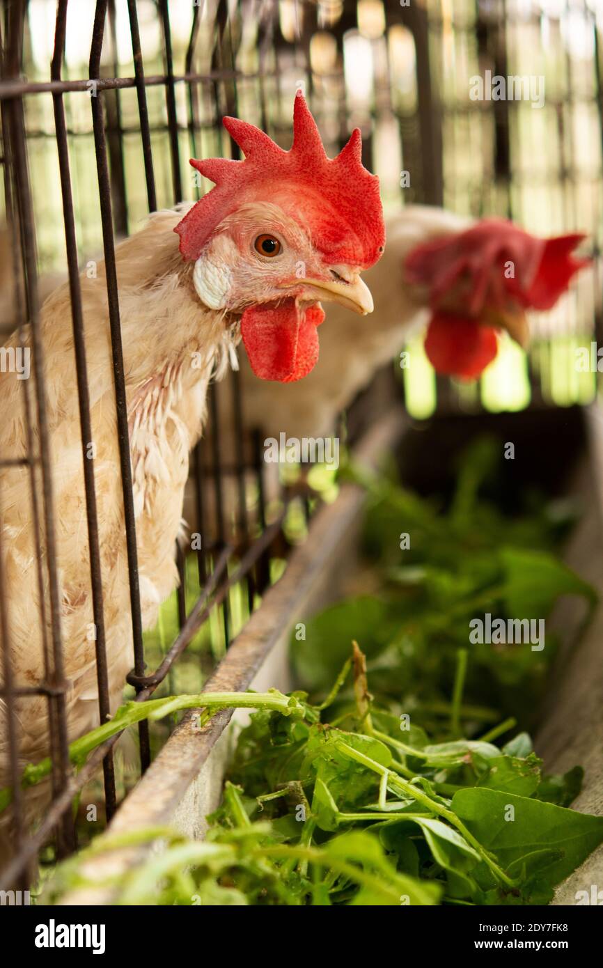 Caged white chickens behind the iron grid in the farm Stock Photo - Alamy