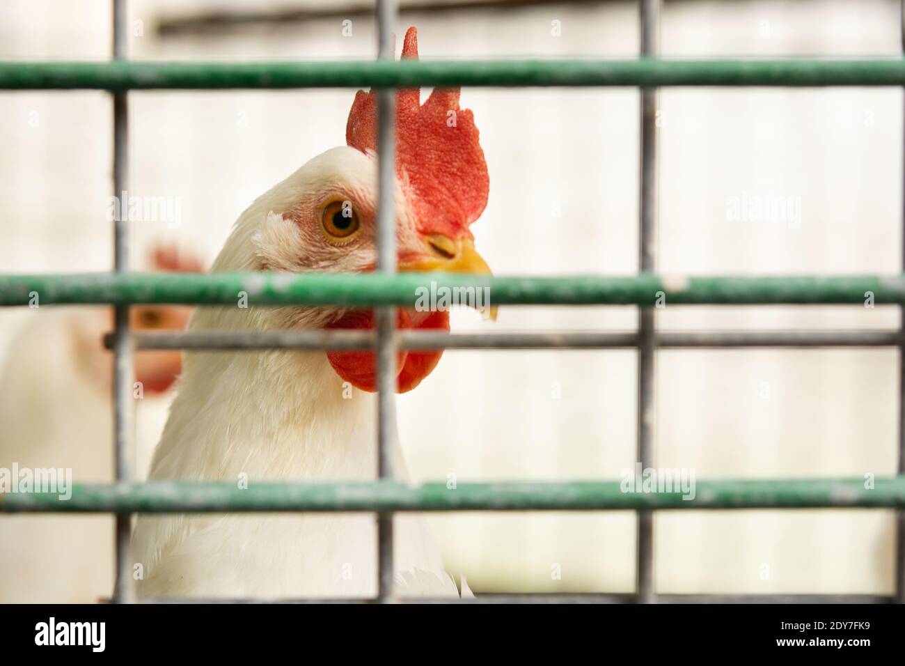 Caged white chickens behind the iron grid in the farm Stock Photo - Alamy
