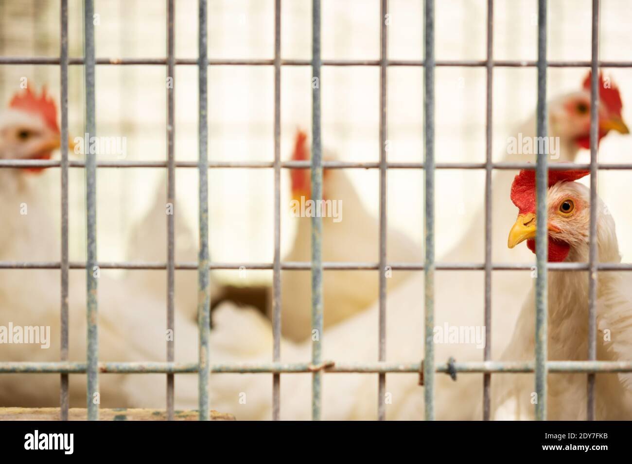 Caged white chickens behind the iron grid in the farm Stock Photo - Alamy