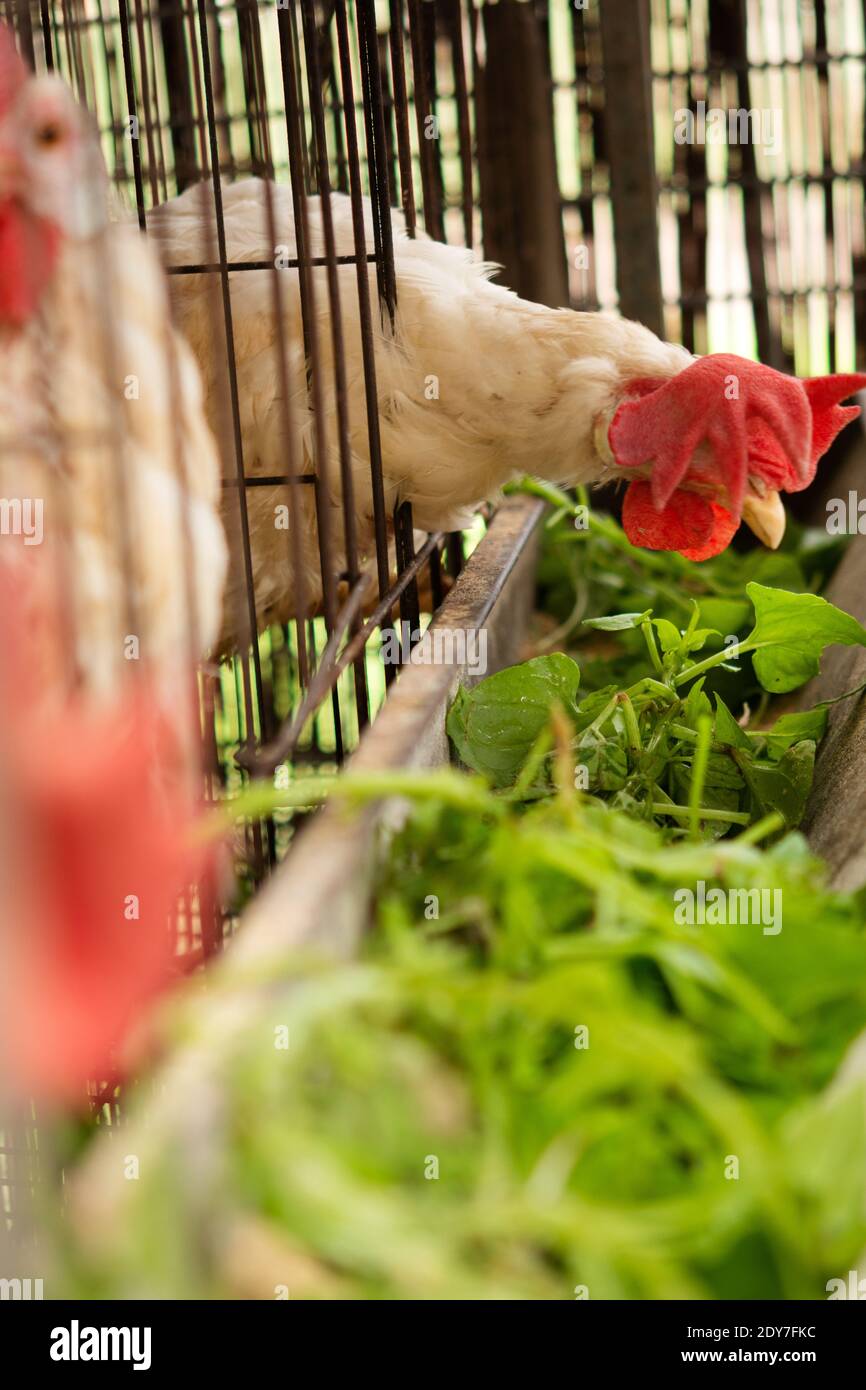 Caged white chickens behind the iron grid in the farm Stock Photo - Alamy