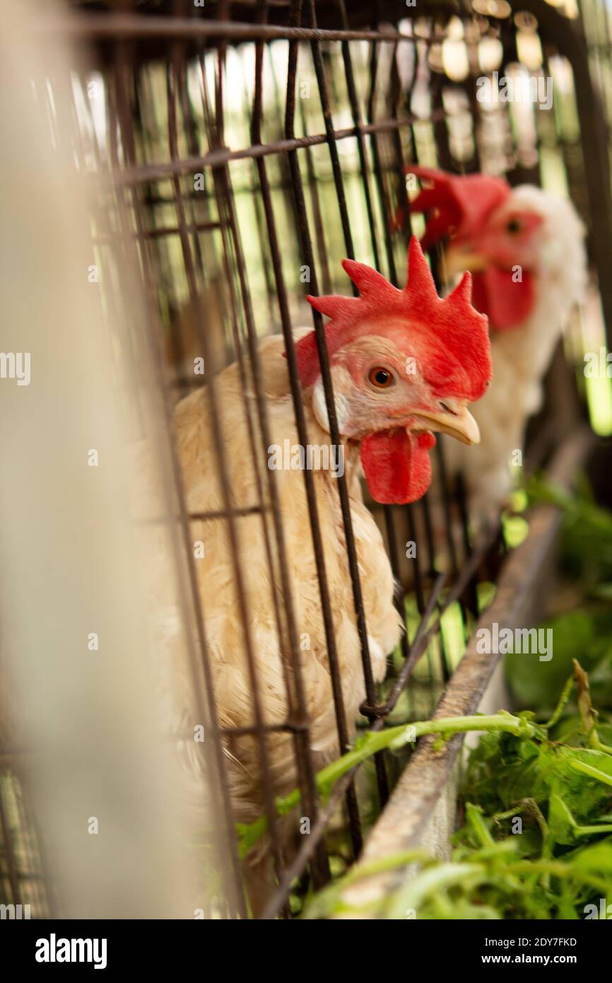 Caged white chickens behind the iron grid in the farm Stock Photo - Alamy