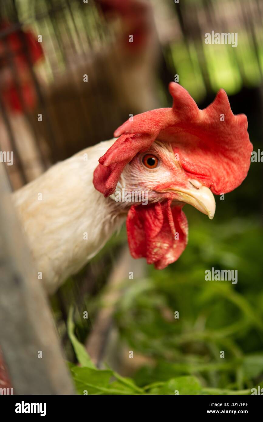 Caged white chickens behind the iron grid in the farm Stock Photo - Alamy