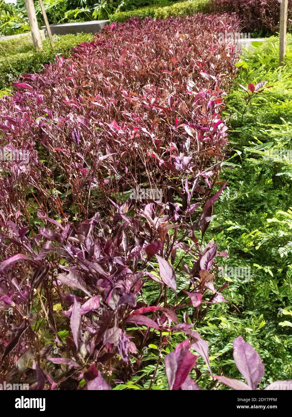 red plant at a small garden Stock Photo - Alamy
