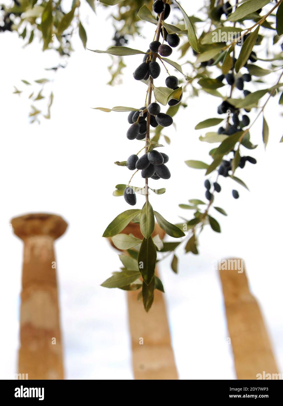 In Agrigento's majestic Valley of the Temples, a site classified by ...