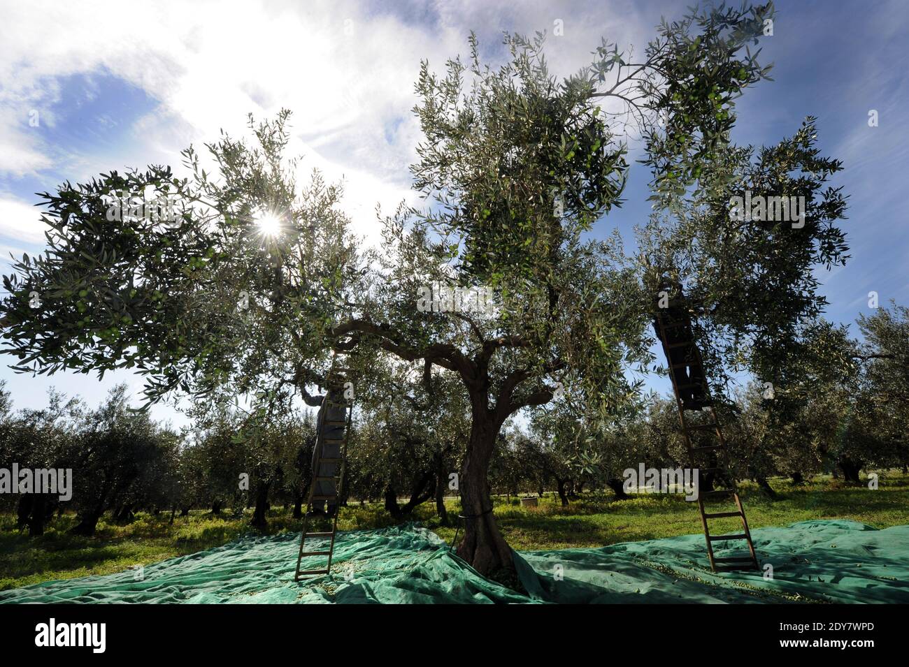 In Agrigento's majestic Valley of the Temples, a site classified by ...
