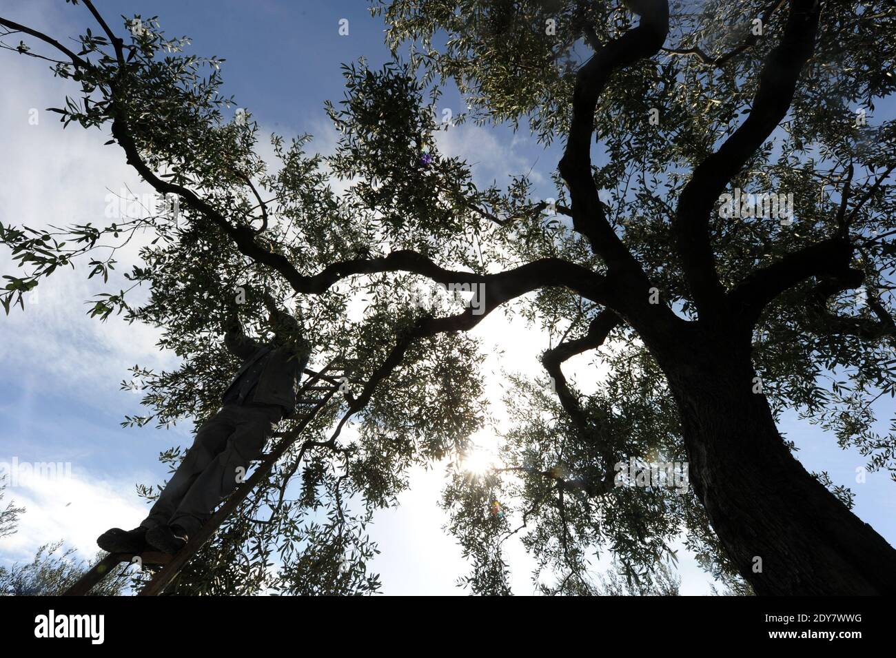 In Agrigento's majestic Valley of the Temples, a site classified by ...