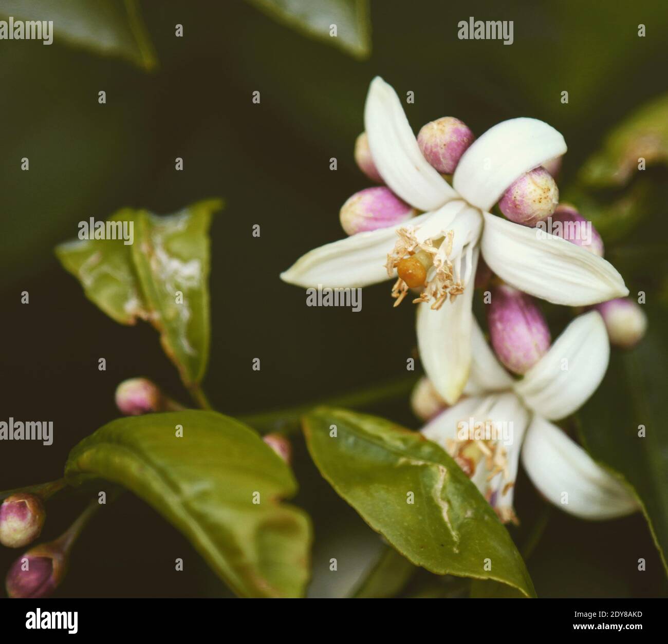 Lemon tree flowers hi-res stock photography and images - Alamy