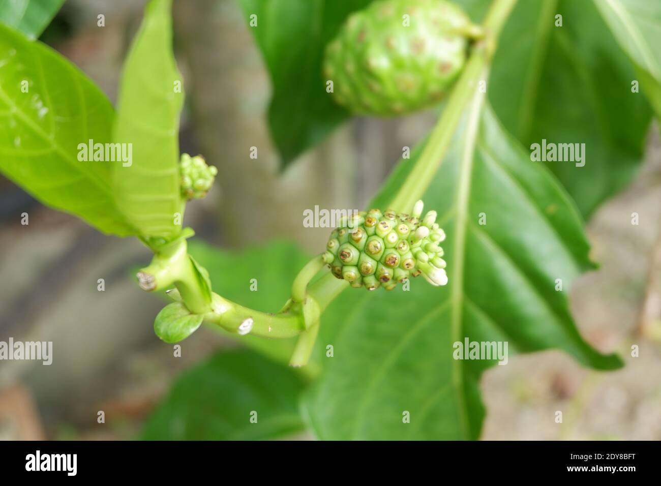 Jackfruit tree flower hi-res stock photography and images - Alamy