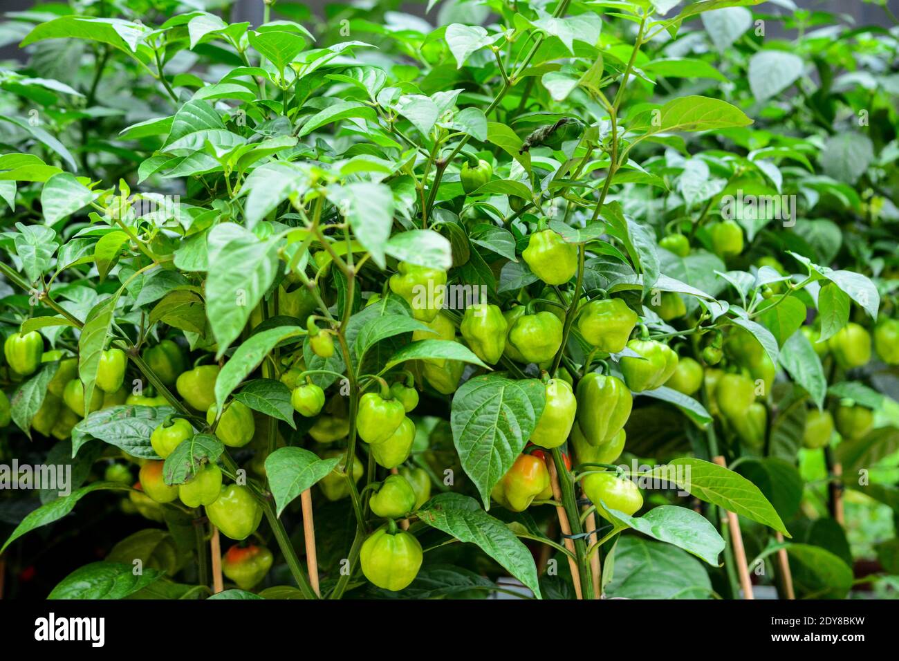 Brazil pepper tree hi-res stock photography and images - Alamy