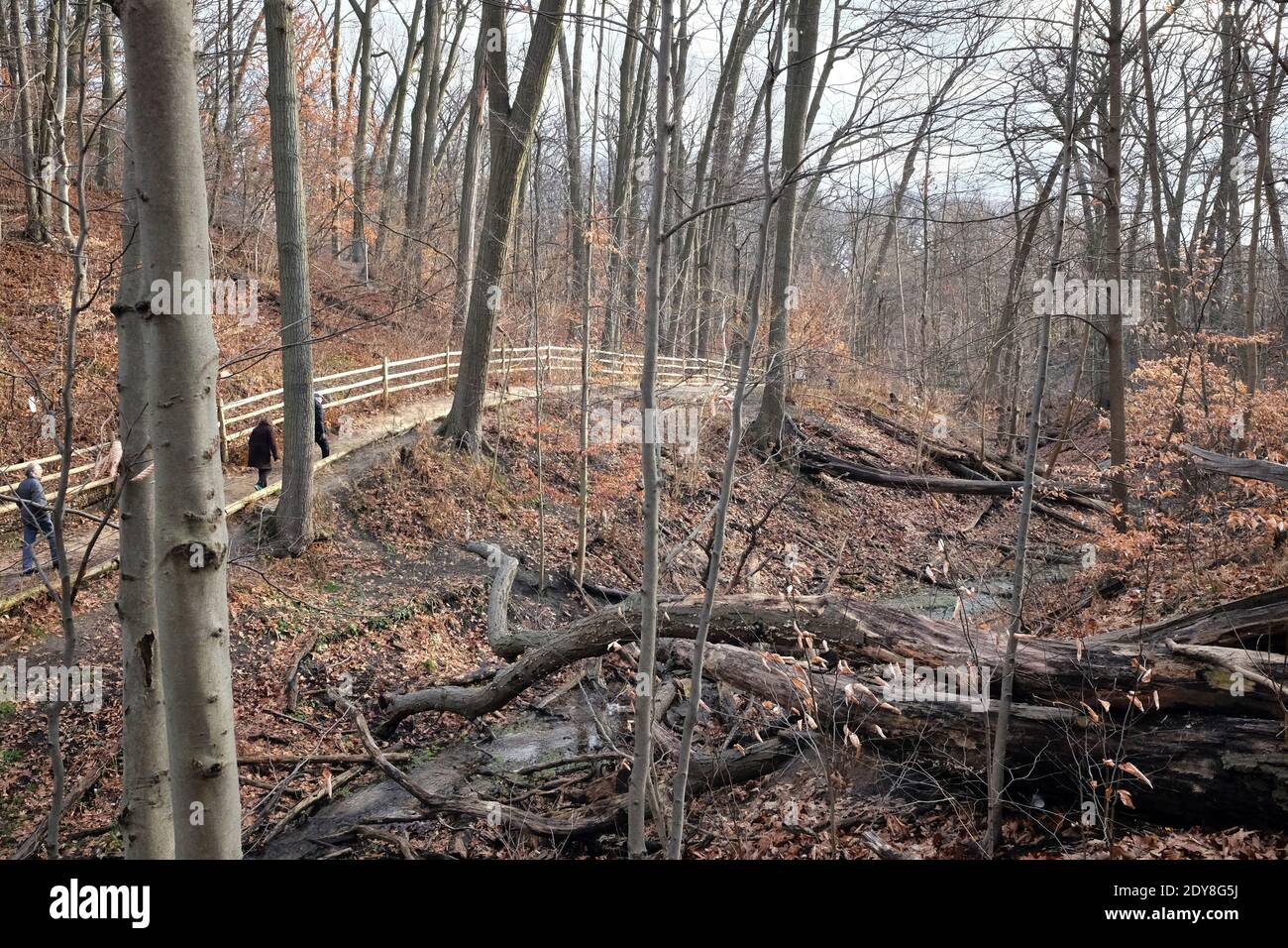 Toronto ravine trail Stock Photo - Alamy